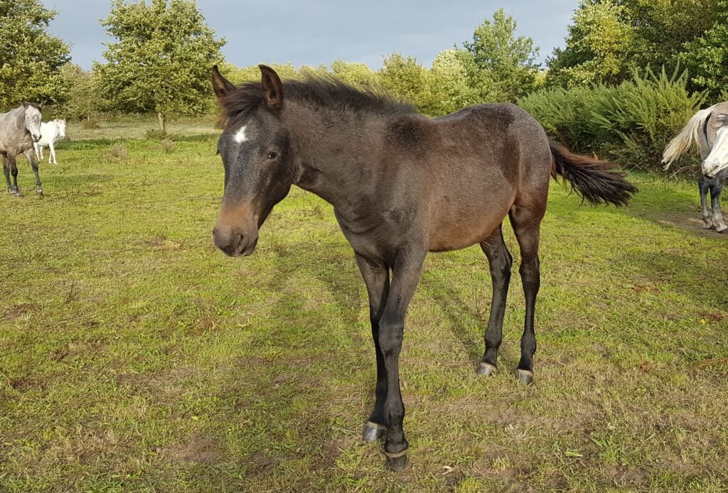 Mina do Kabayo - Haras Kabayo
