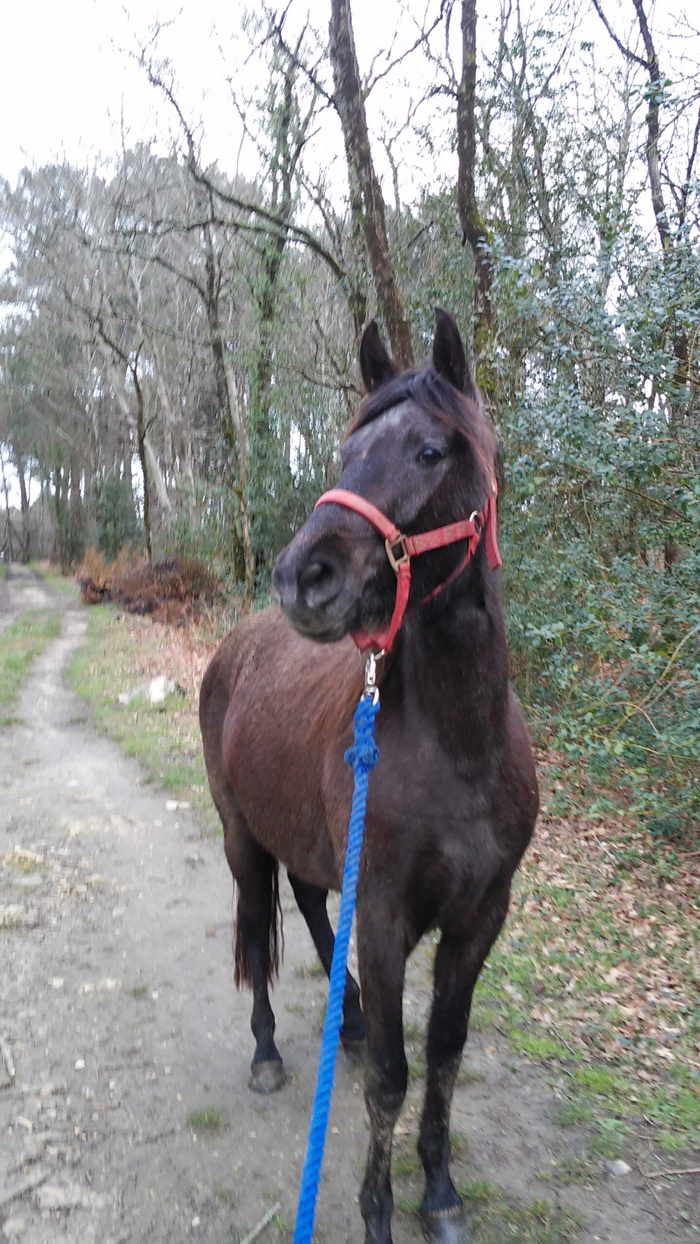 Havana do Kabayo cherche sa nouvelle famille - Haras Kabayo
