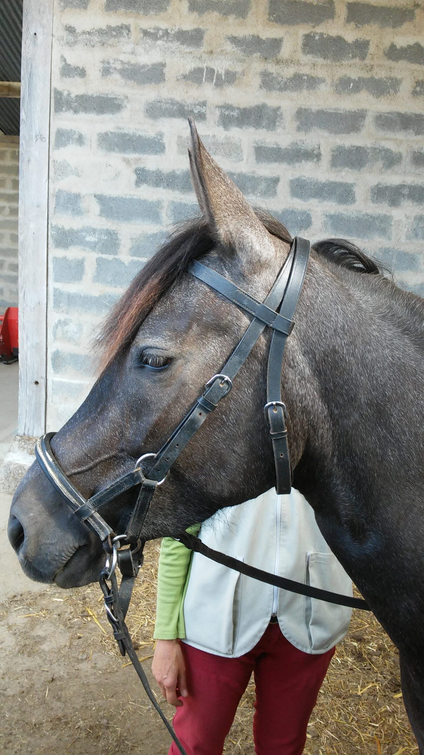 Havana do Kabayo cherche sa nouvelle famille - Haras Kabayo