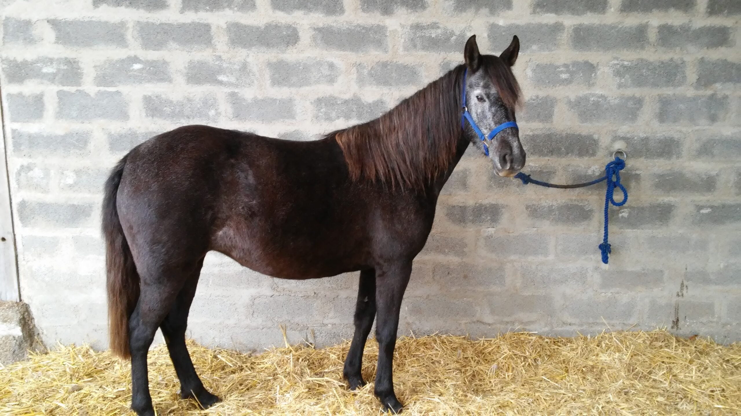 Havana do Kabayo cherche sa nouvelle famille - Haras Kabayo