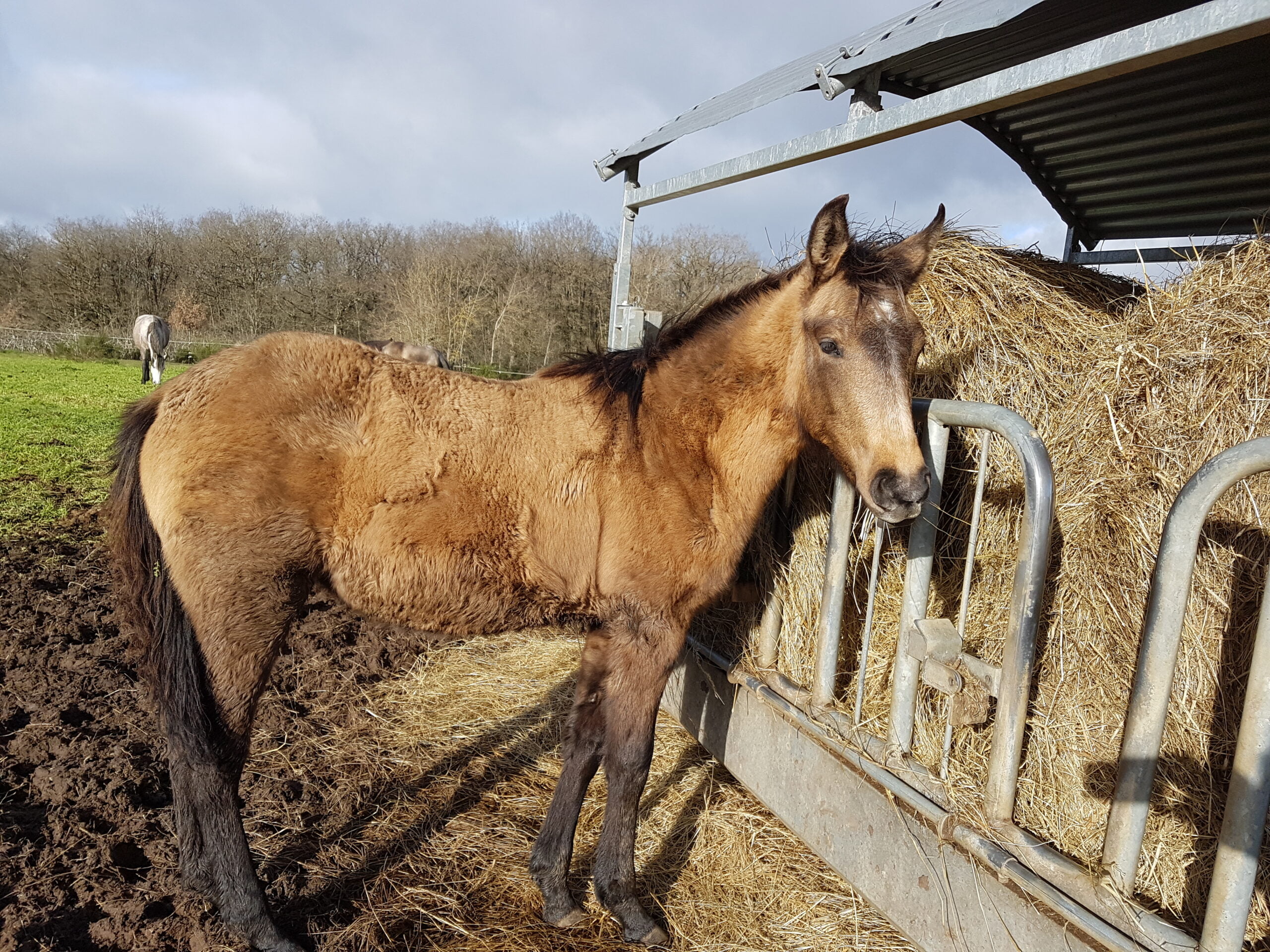 Moça do Kabayo - Haras Kabayo
